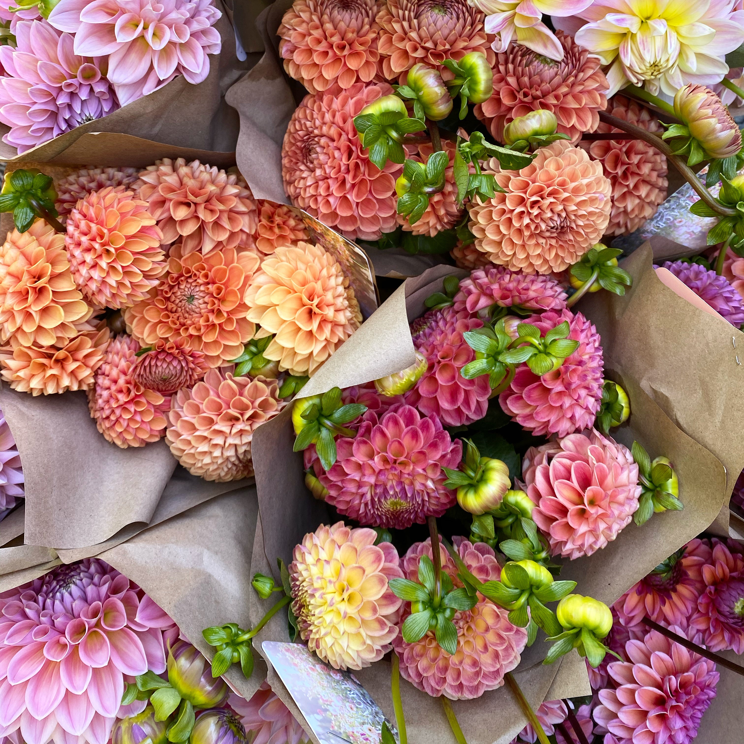 DAHLIA TUBER COLLECTION – Tagged "Fraser Valley flower farm"– Five ...
