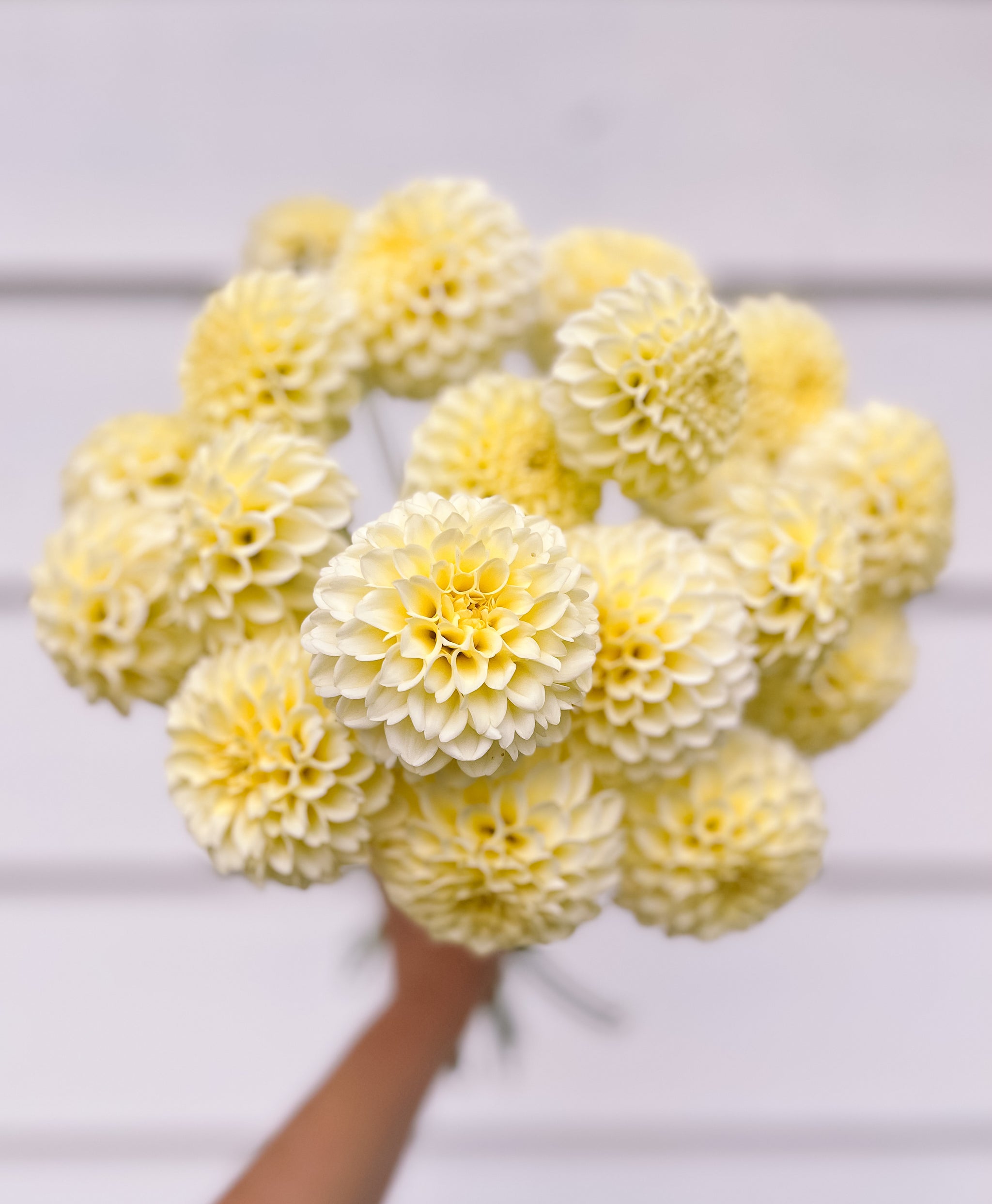 Dahlia Creamy – Five Acres Flower Farm