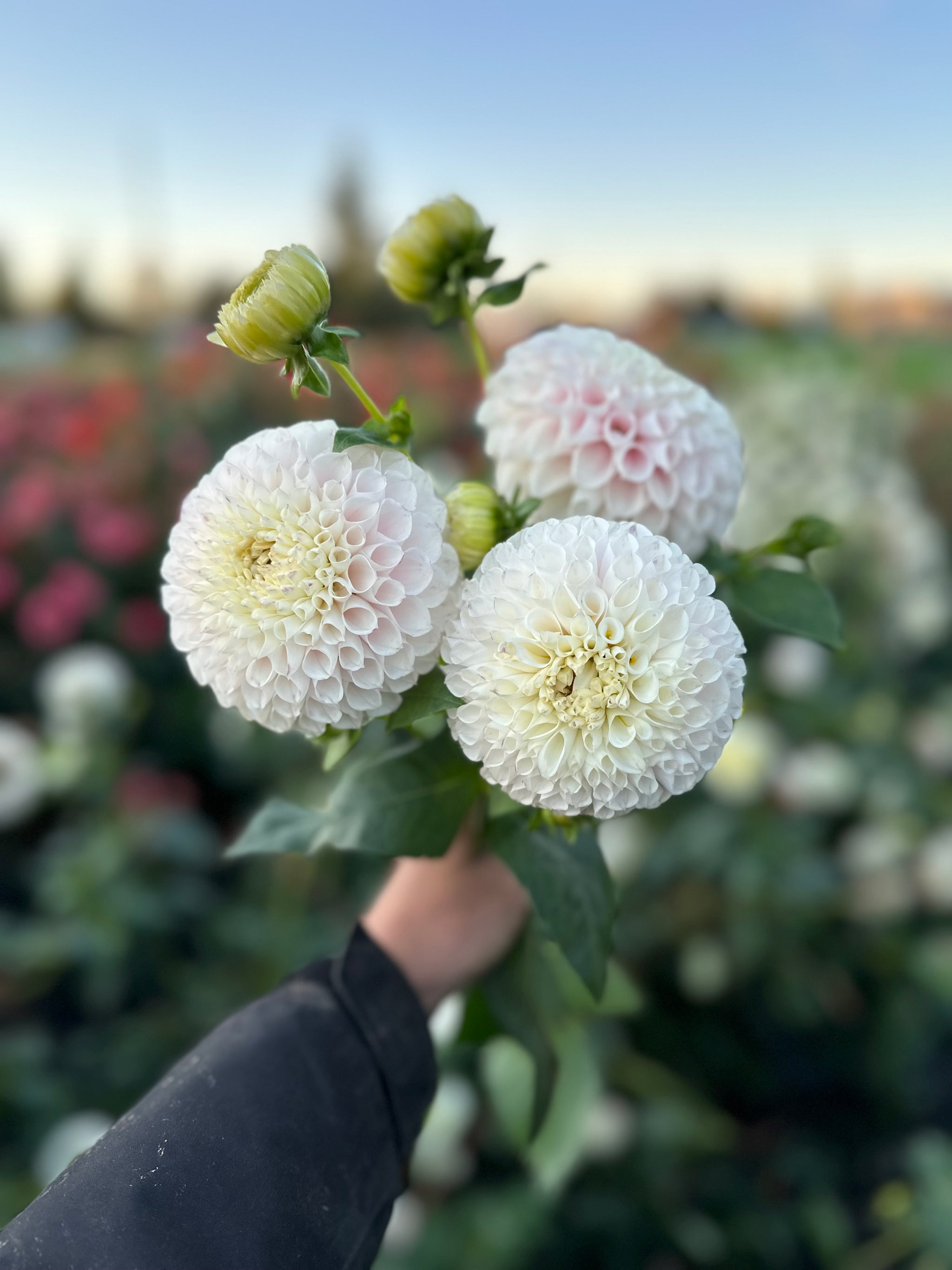 Dahlia Pink Pearl – Five Acres Flower Farm