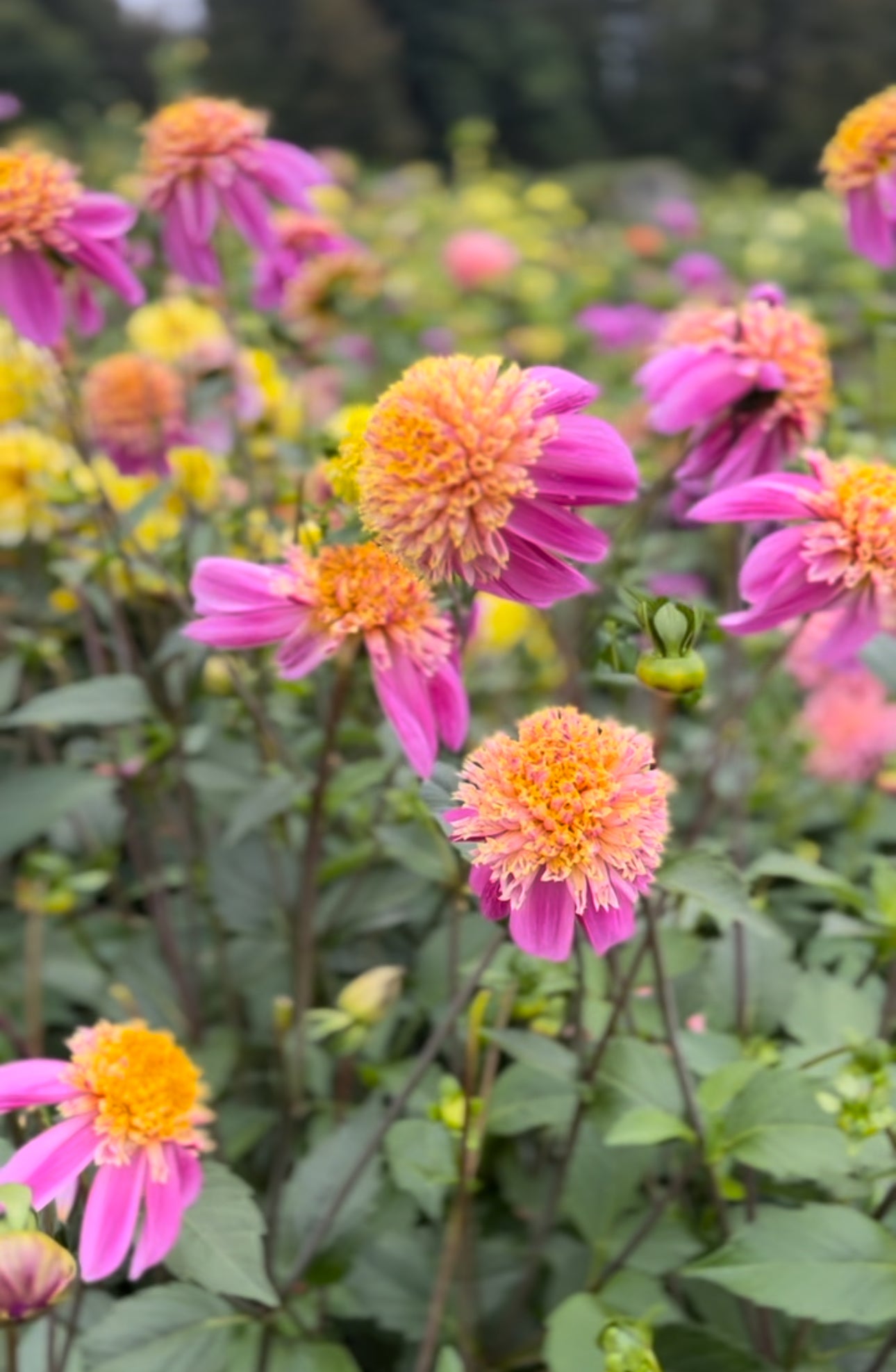 Dahlia Van Isle Rosy Maple – Five Acres Flower Farm