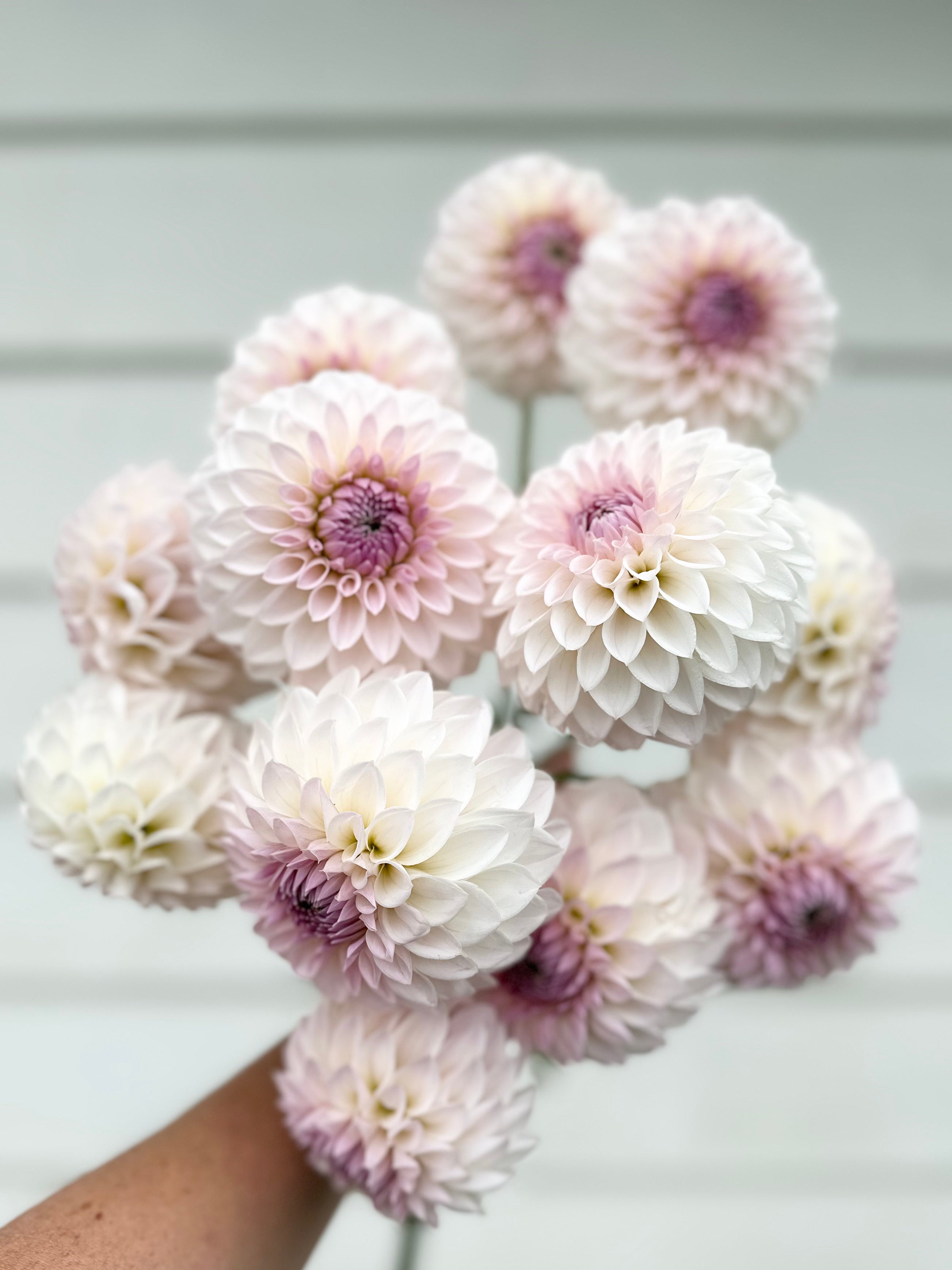 Dahlia Bloomquist Tory P | Five Acres Flower Farm