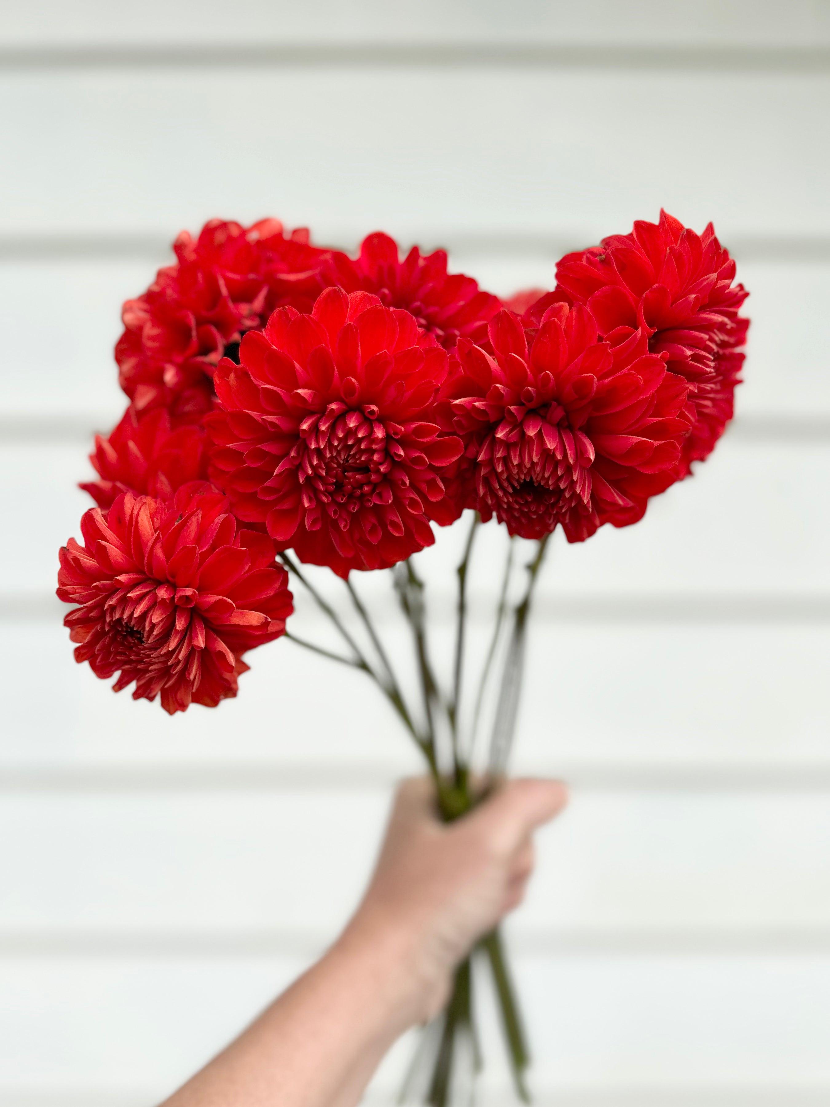 Dahlia Apricot Desire | Five Acre Flower Farm – Five Acres Flower Farm