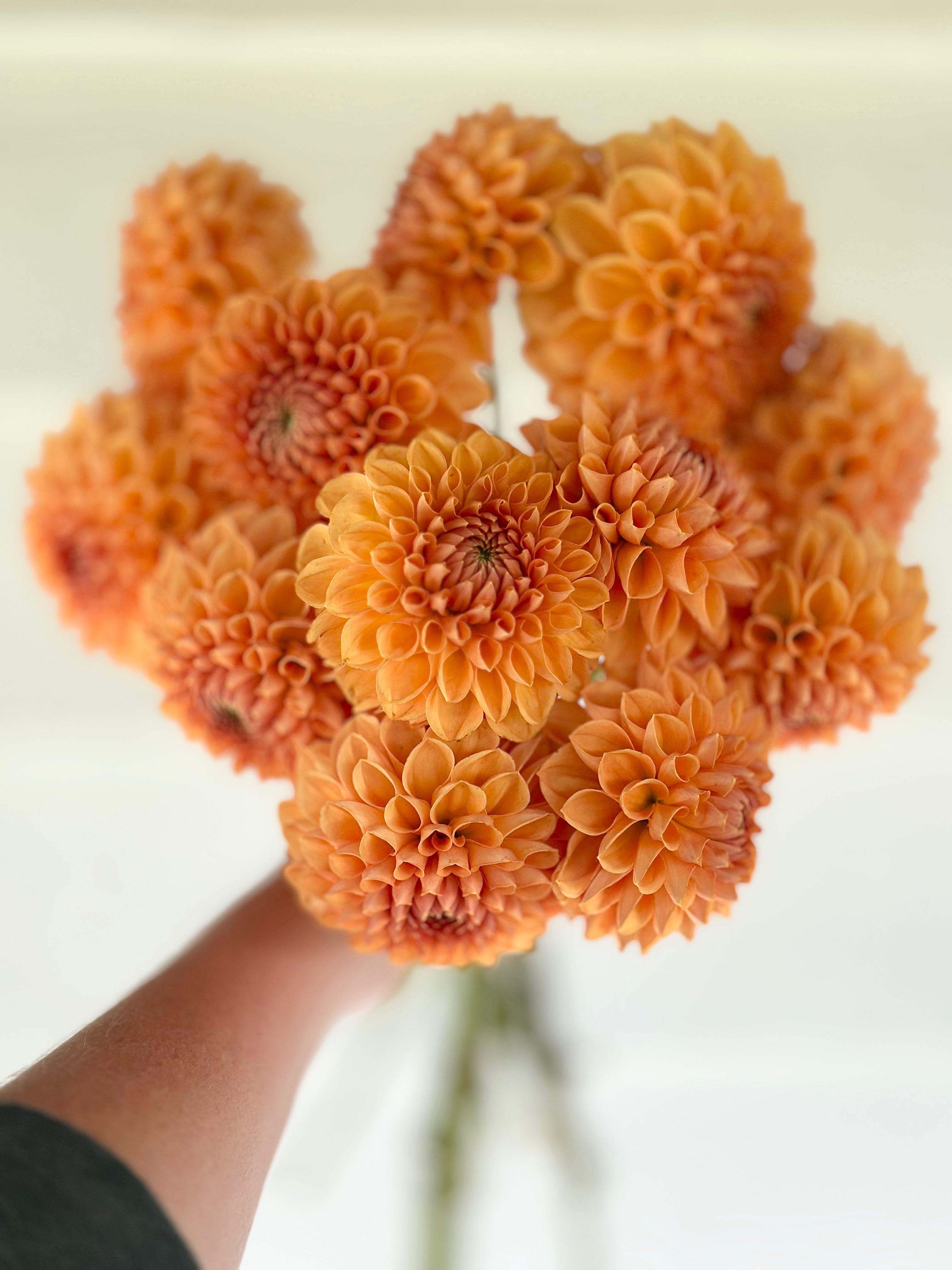 Dahlia David Howard | Five Acres Flower Farm