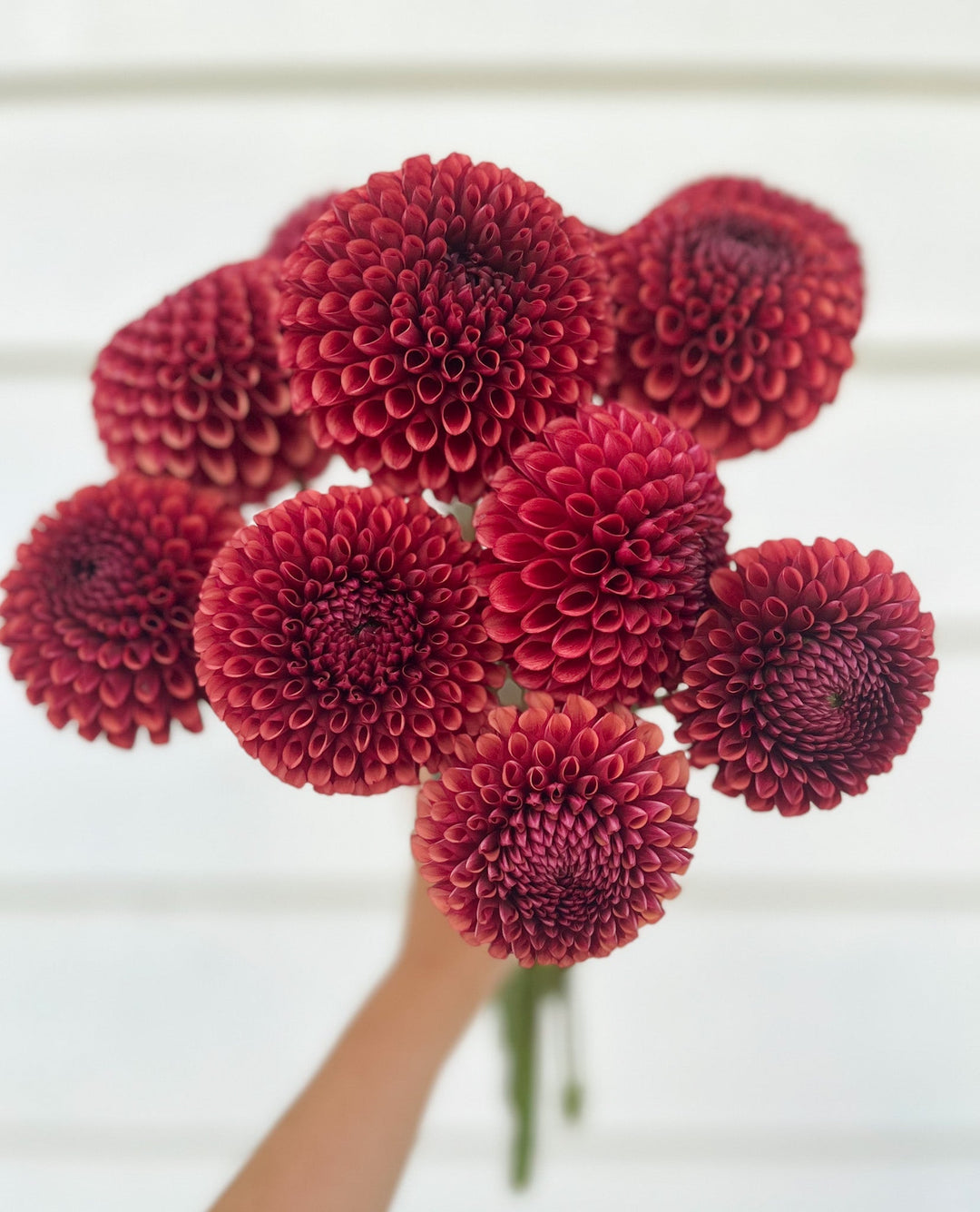Dahlia Copper Boy – Five Acres Flower Farm