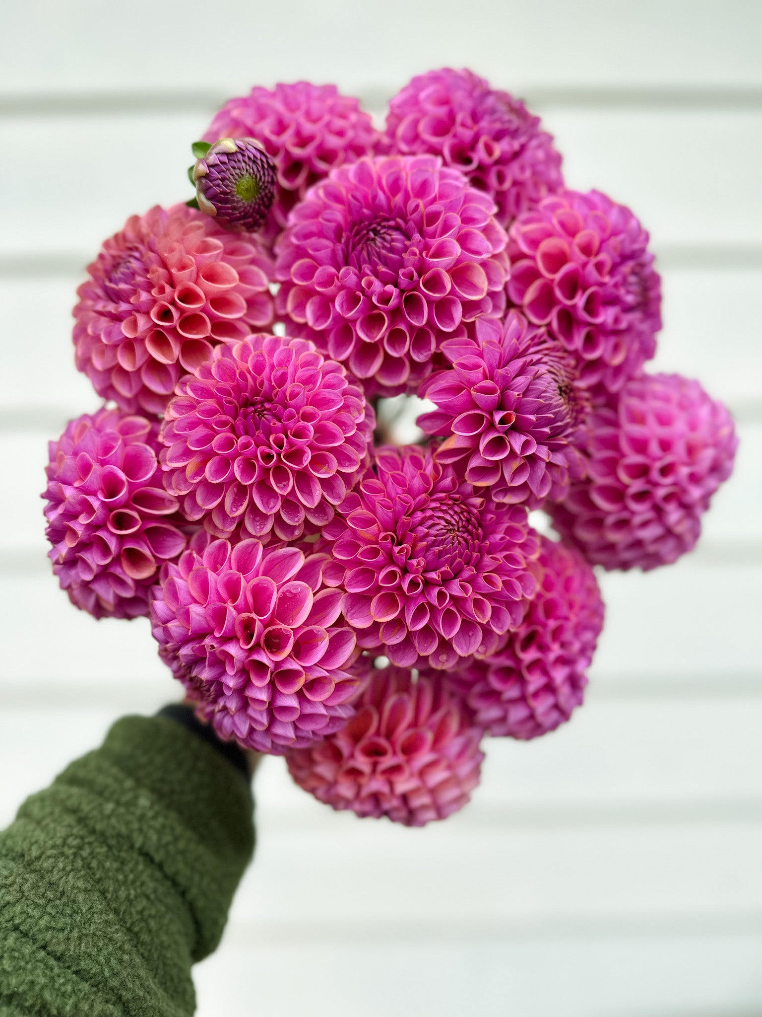 Dahlia Isabel – Five Acres Flower Farm