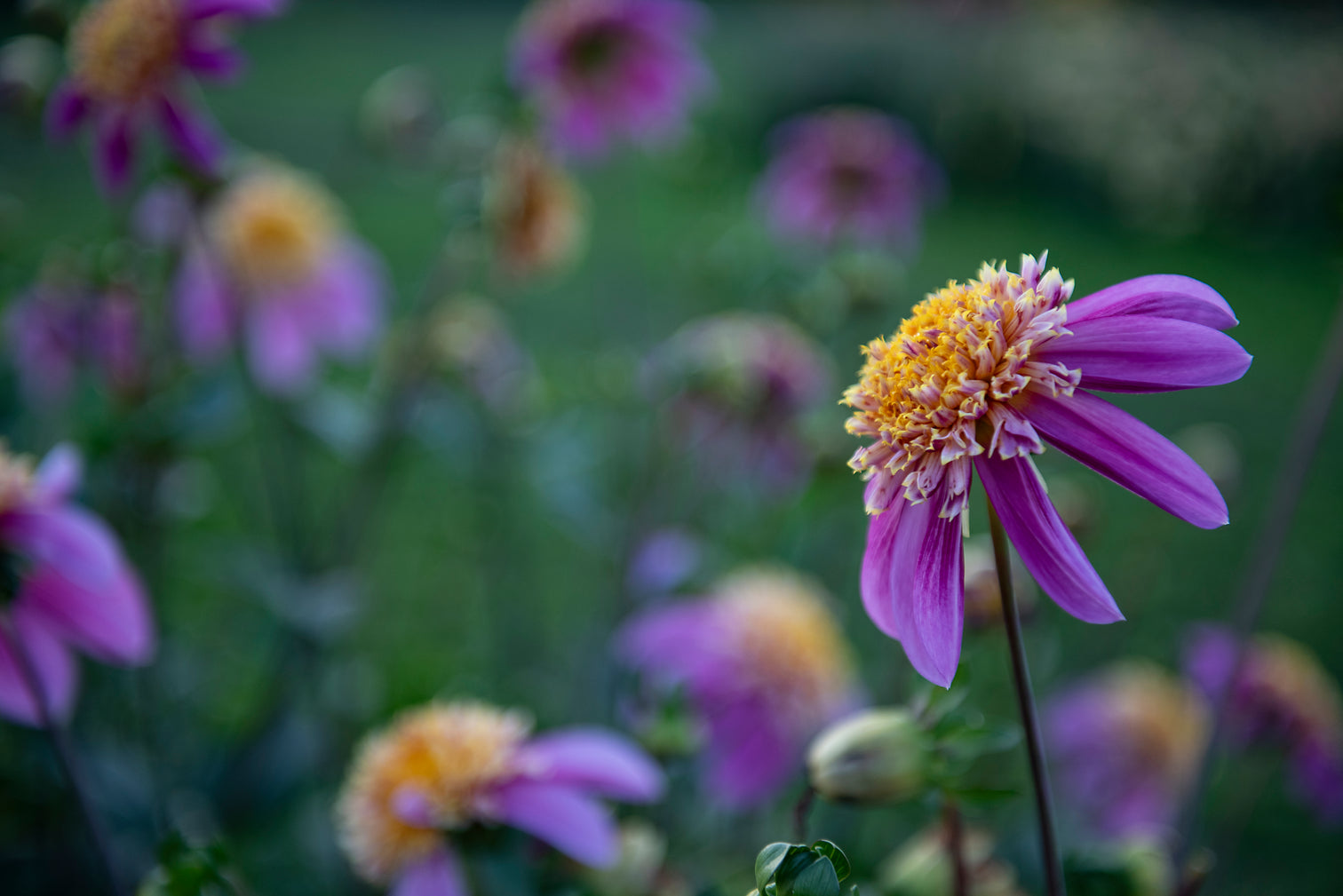 Dahlia Van Isle Rosy Maple – Five Acres Flower Farm
