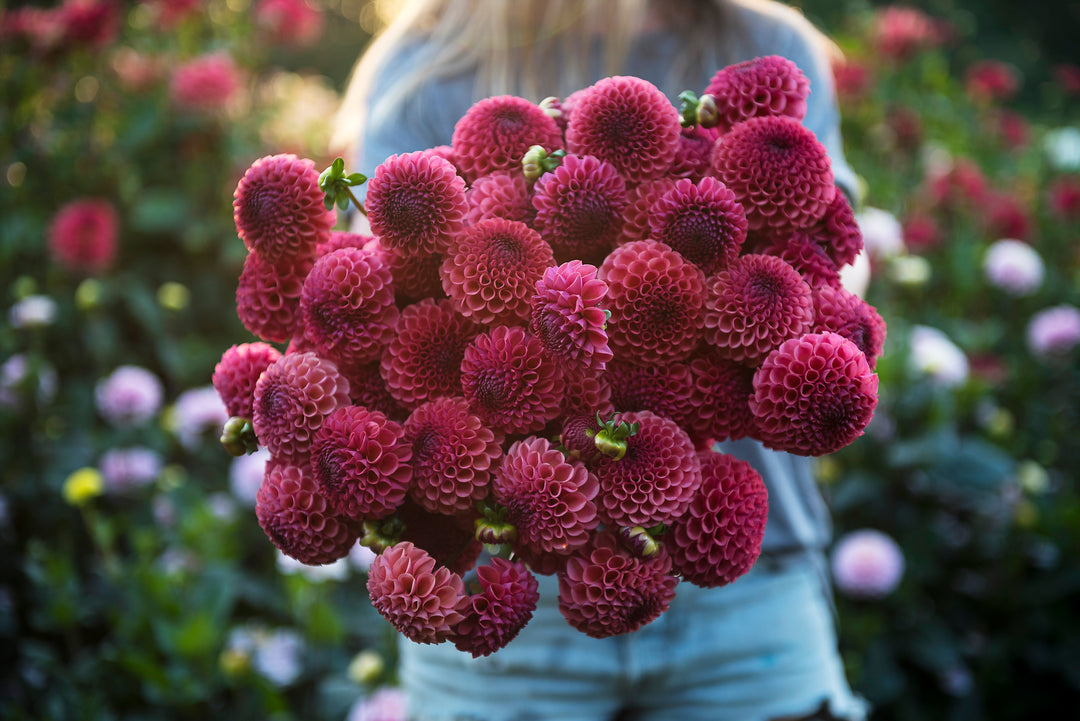 Dahlia Ferncliff Rusty – Five Acres Flower Farm