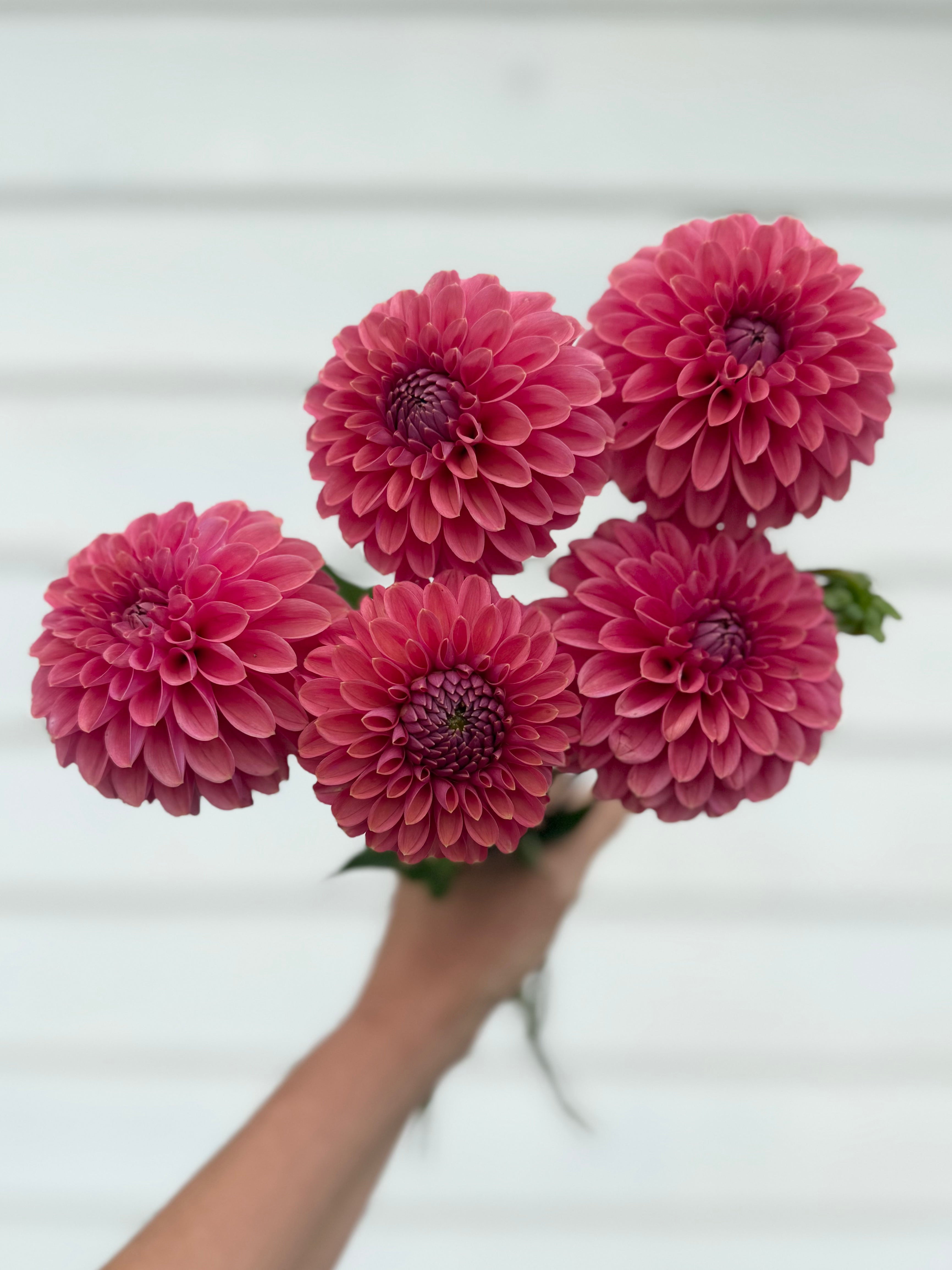 Dahlia Narrows Erica – Five Acres Flower Farm