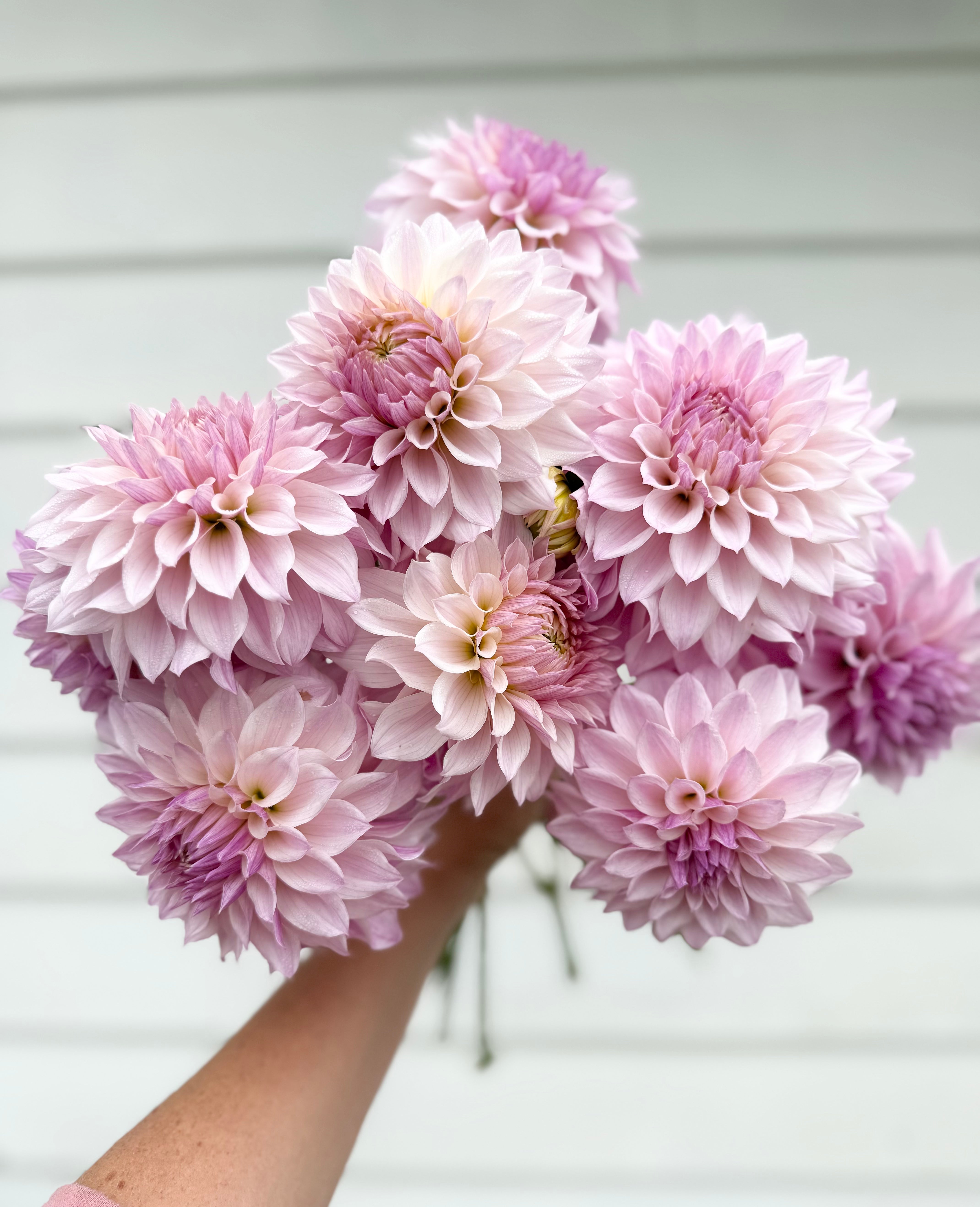 Dahlia Bloomquist Compare - Limit One – Five Acres Flower Farm