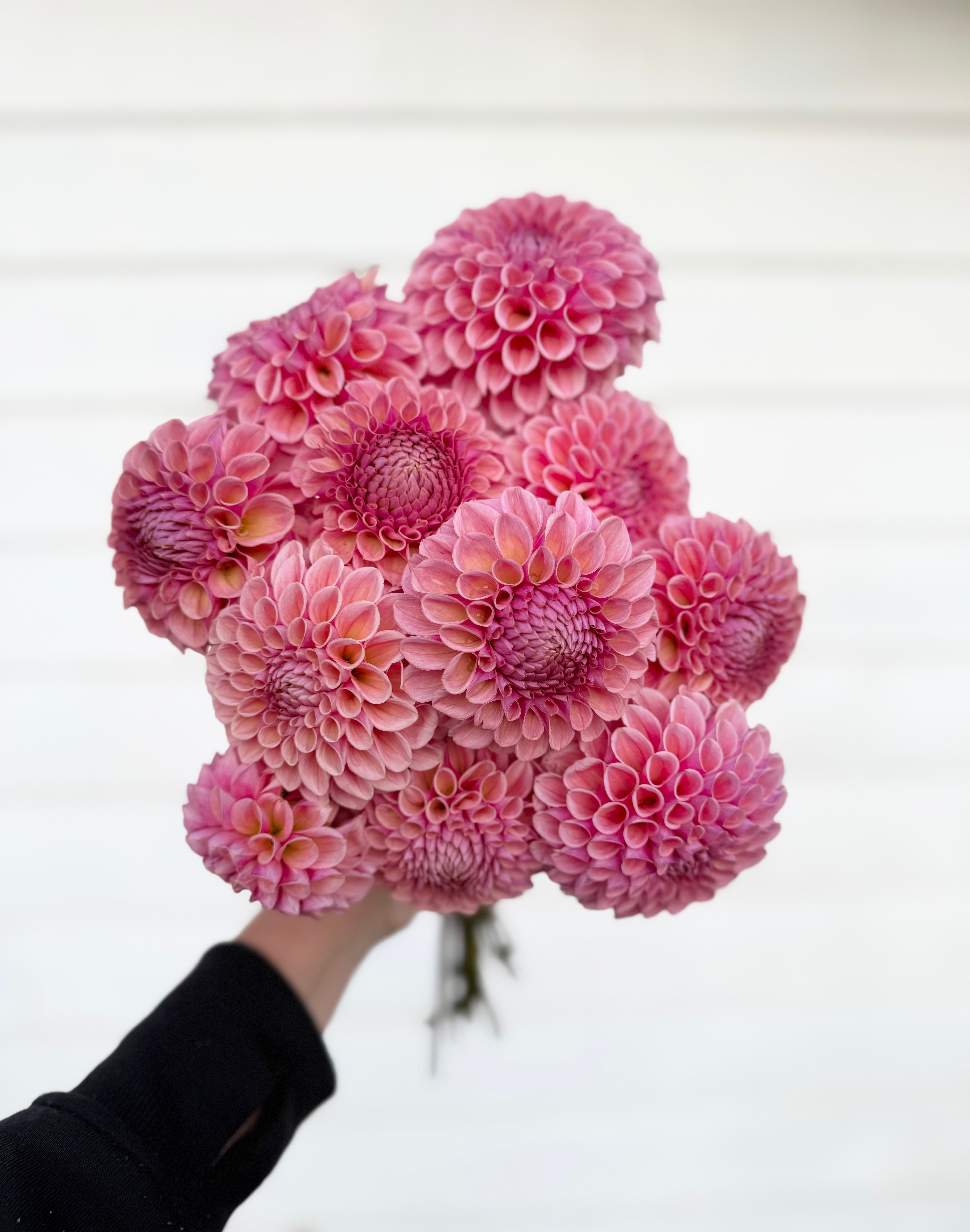 Dahlia Bracken Rose – Five Acres Flower Farm