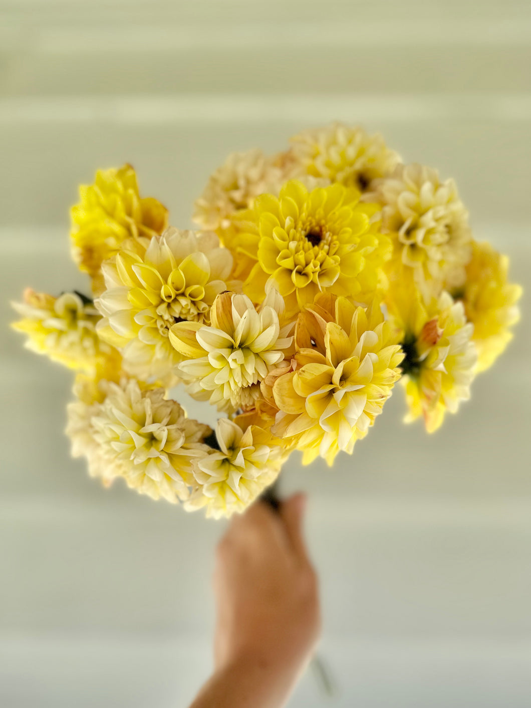 Dahlia Double Jill – Five Acres Flower Farm