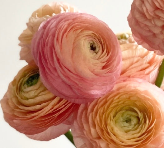 Ranunculus Amandine Salmon – Five Acres Flower Farm