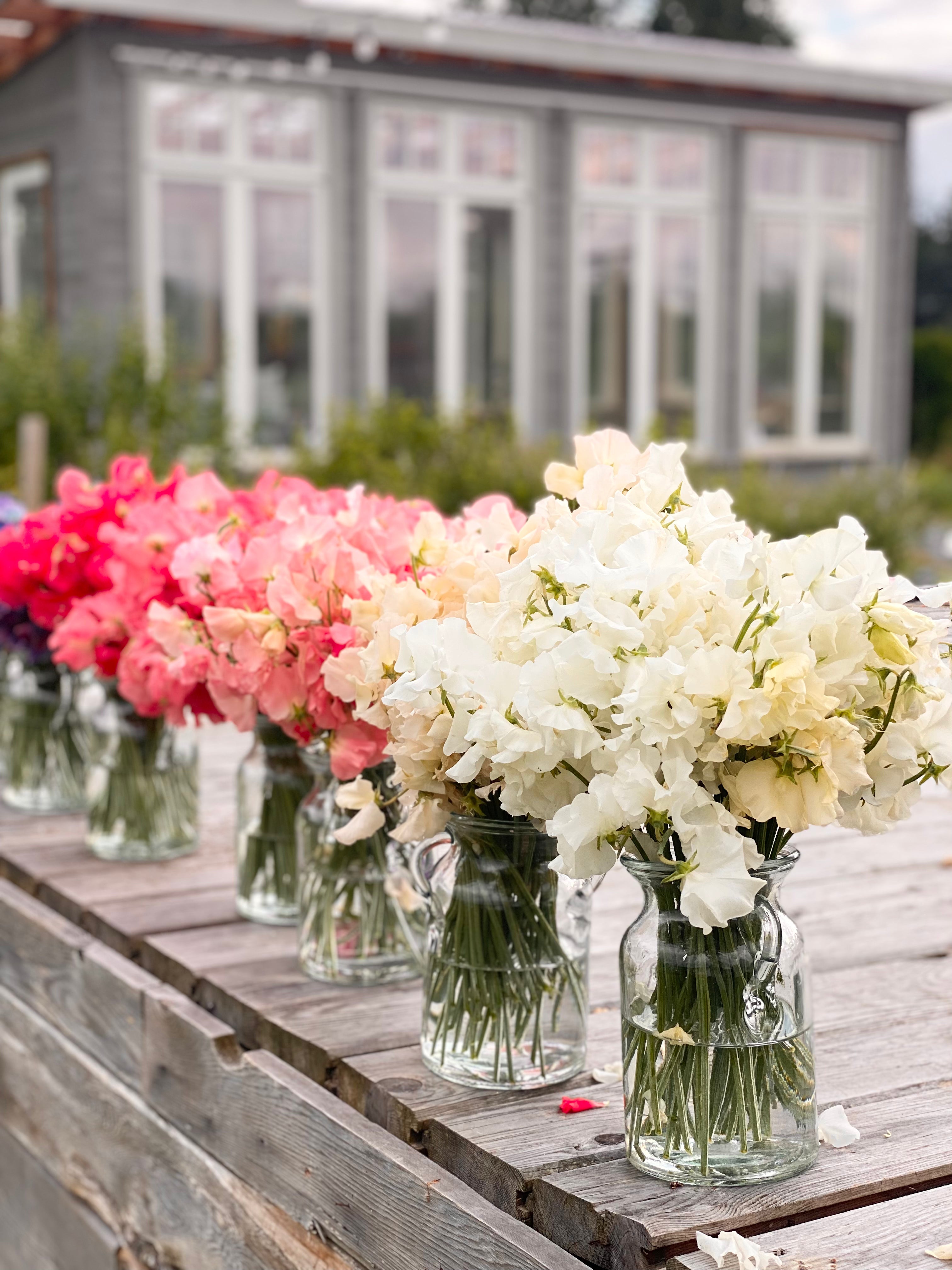 Five Acres Sweet Pea Mix – Five Acres Flower Farm