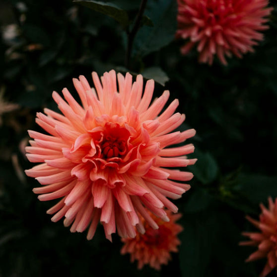 Dahlia Bloomquist Butch G | Five Acres Flower Farm